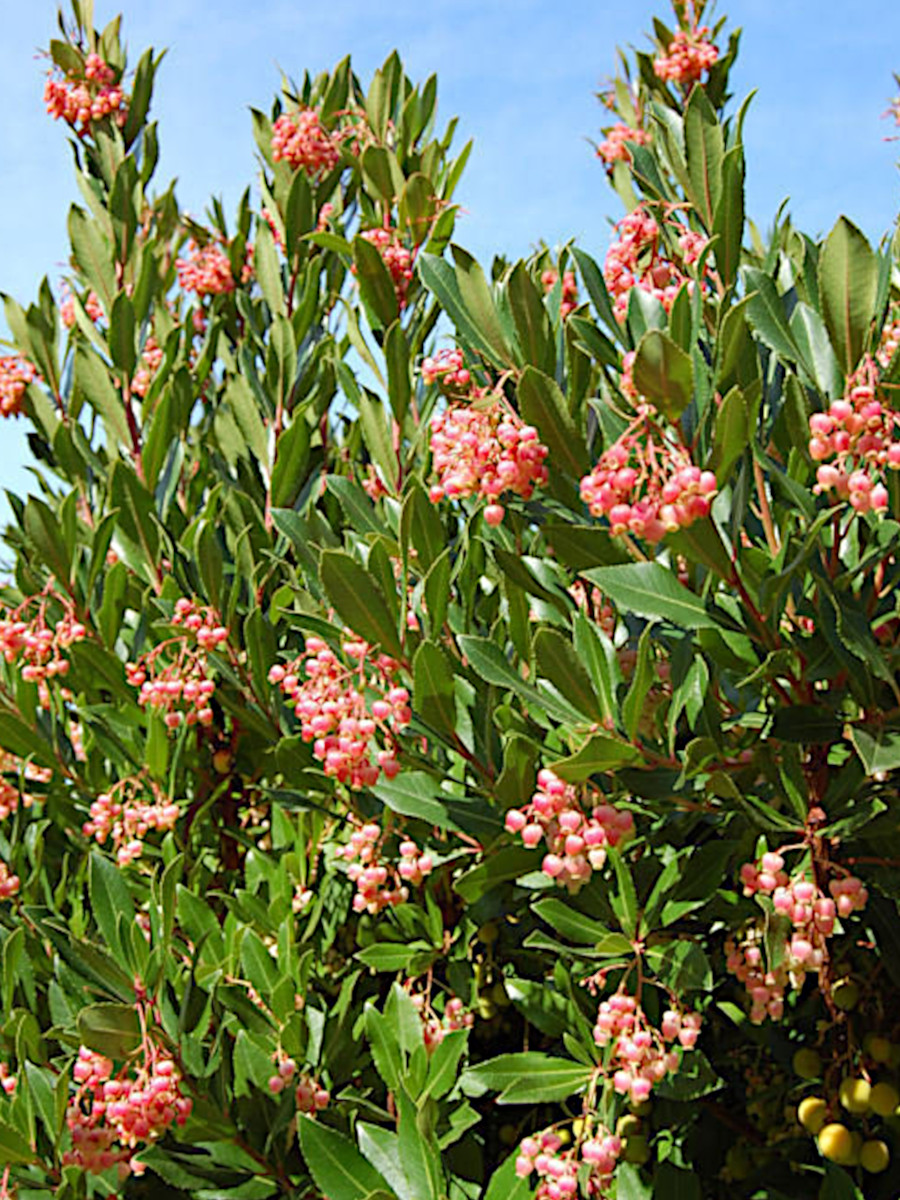 An Arbutus named ‘Marina’ – gardening in mediterranean climates worldwide