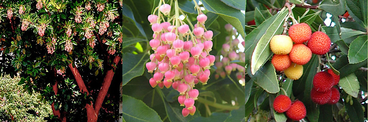 An Arbutus named ‘Marina’ – gardening in mediterranean climates worldwide