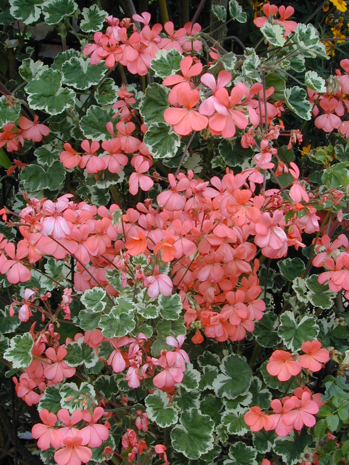 A Climbing Geranium – gardening in mediterranean climates worldwide